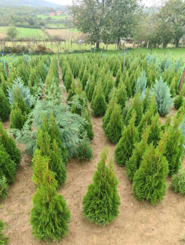 Cempresi tuje Smaragd - Sadnice - OLX.ba