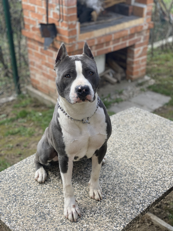 Americki Staford-POKLANJAM - Poklanjam (darujem) - OLX.ba