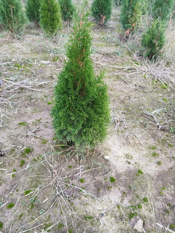 Tuje smaragd 50-100cm akcija - Sadnice - OLX.ba