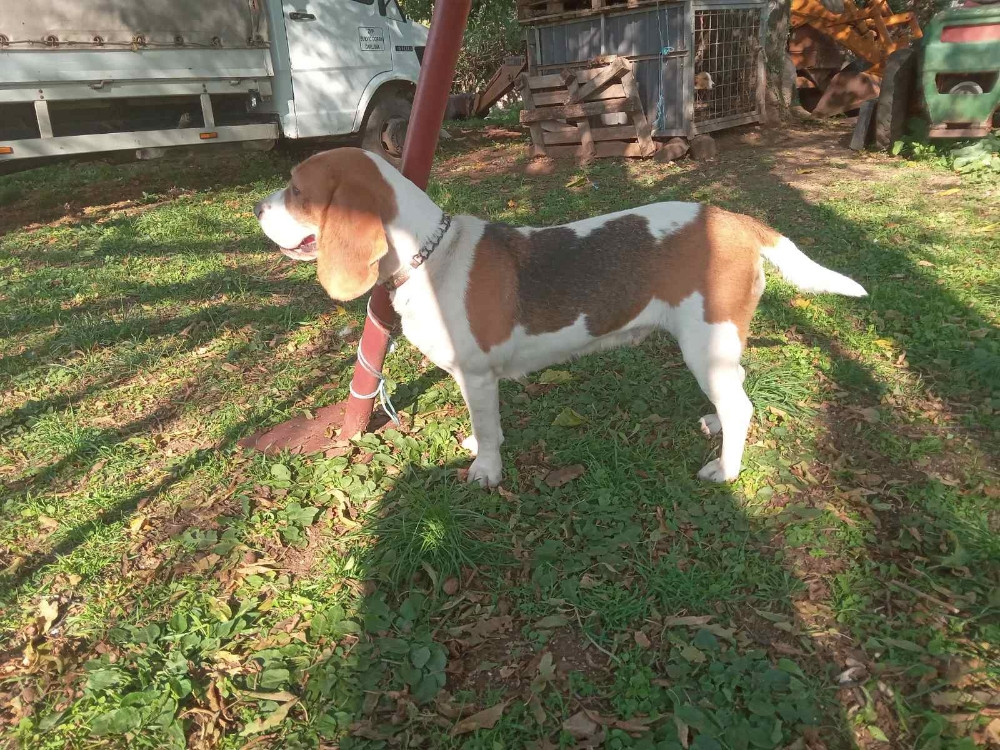 Lovacki psi bigl ž - Psi i Štenad - OLX.ba