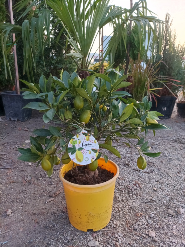 SADNICE LIMUNA LIMUN SA PLODOVIMA *BESPLATNA DOSTAVA* - Sadnice - OLX.ba