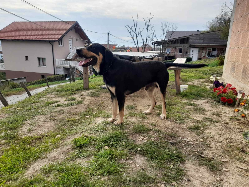 Poklanjam psa ( Bobi ) naucen na domace životinje ODLIČAN ČUVAR ...
