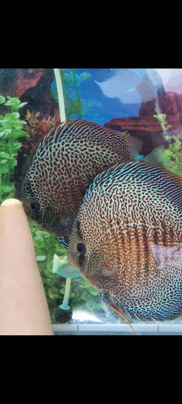 Riba diskus diskusi - Ribice - OLX.ba