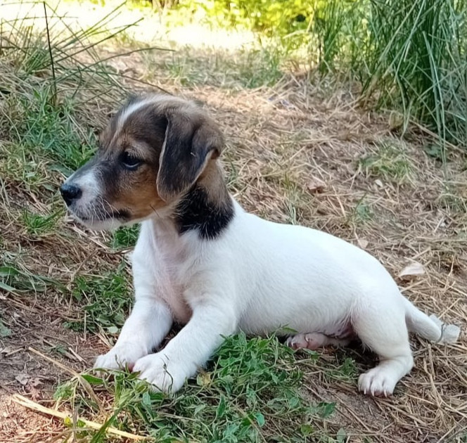 Dzek rasel - Psi i Štenad - OLX.ba