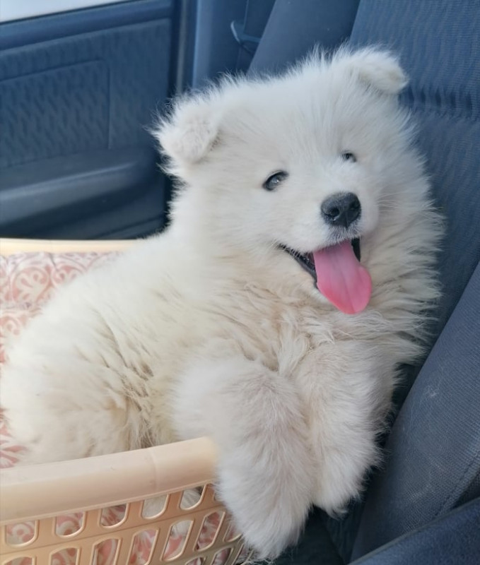 Samojed stene - Psi i Štenad - OLX.ba
