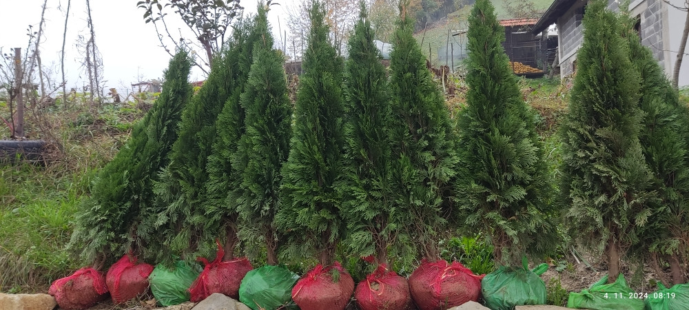 Sadnica tuja tuje sadnice - Sadnice - OLX.ba