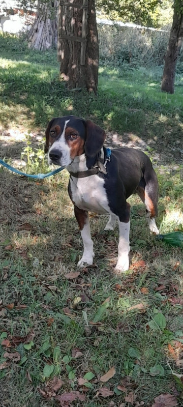 Lovacki pas trobojac - Psi i Štenad - OLX.ba