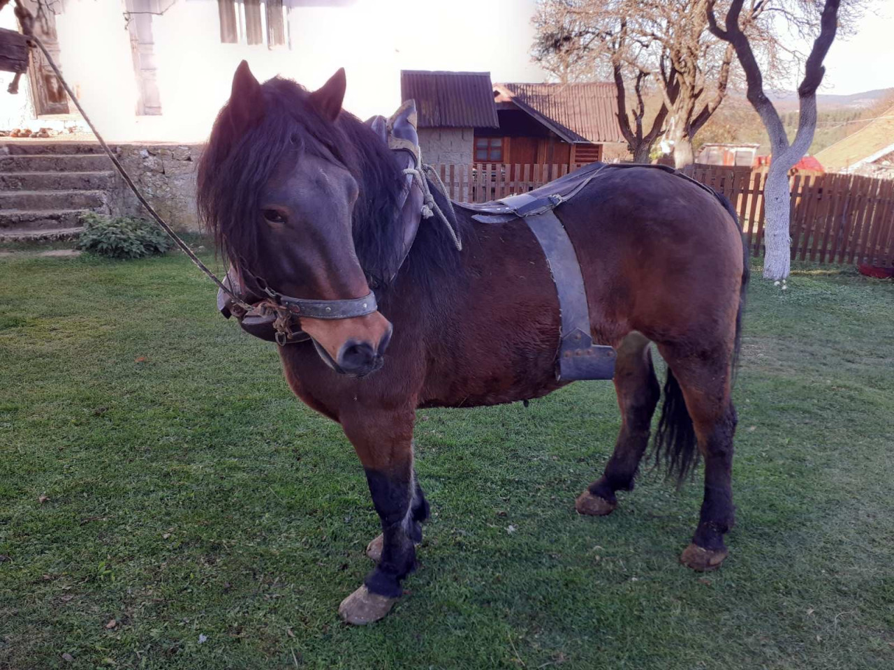 Konj konji - Konji - OLX.ba