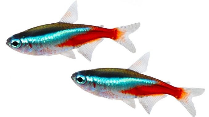 Neonke ribice - Ribice - OLX.ba