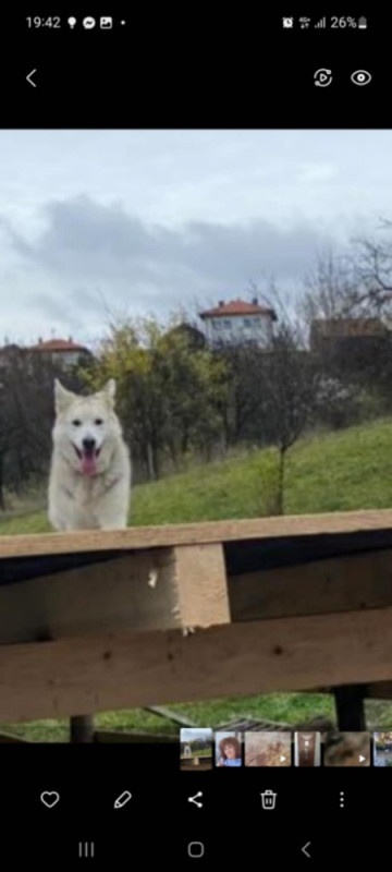 Poklanjam haski - Poklanjam (darujem) - OLX.ba