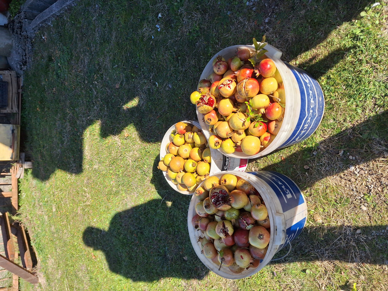 Divlji šipak - nar - Voće - OLX.ba