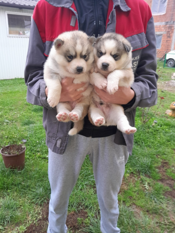 Haski stenci - Psi i Štenad - OLX.ba