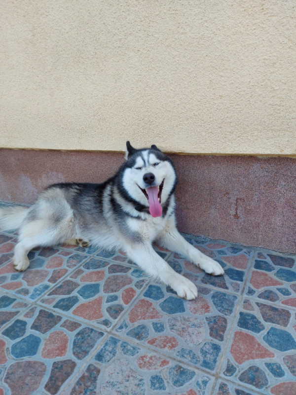 Haski za parenje - Psi za parenje - OLX.ba