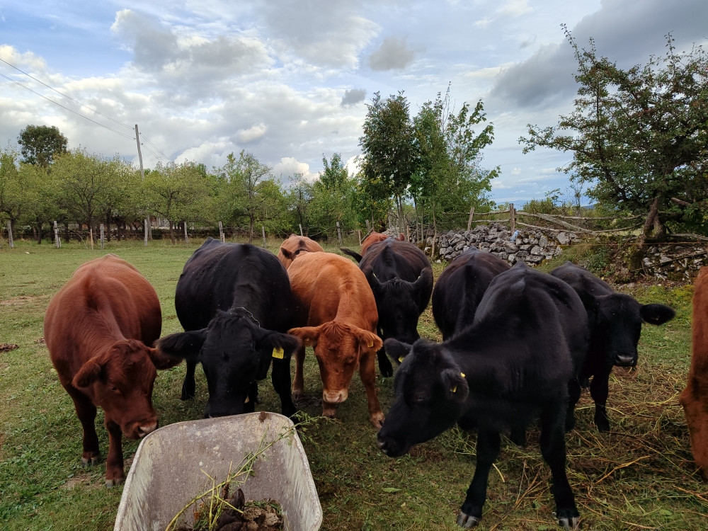 Angus stado junice krave - Krave - OLX.ba