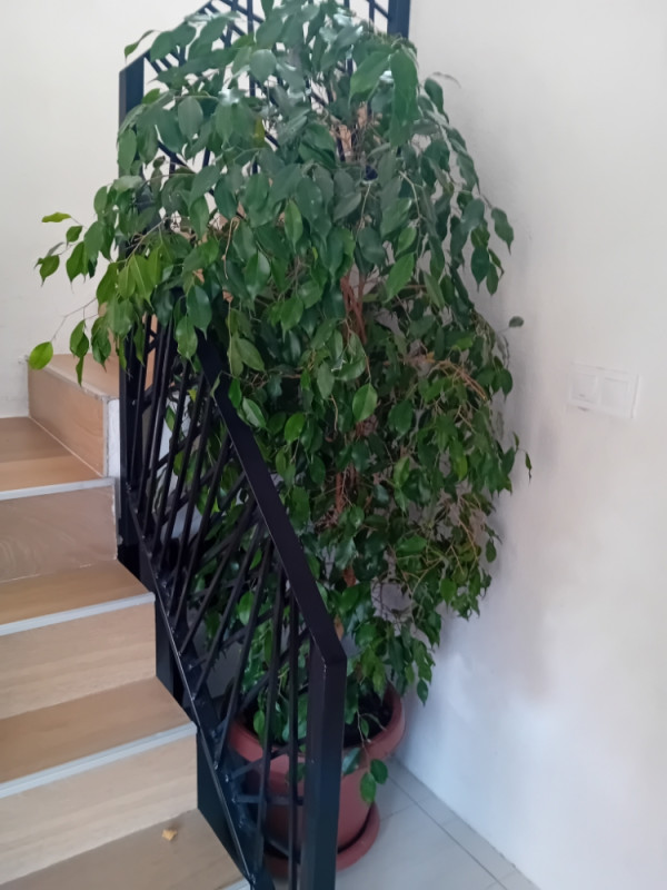 Cvijece fikus benjamin - Biljke i cvijeće - OLX.ba