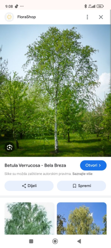 Breza ukrasno drvo - Sadnice - OLX.ba