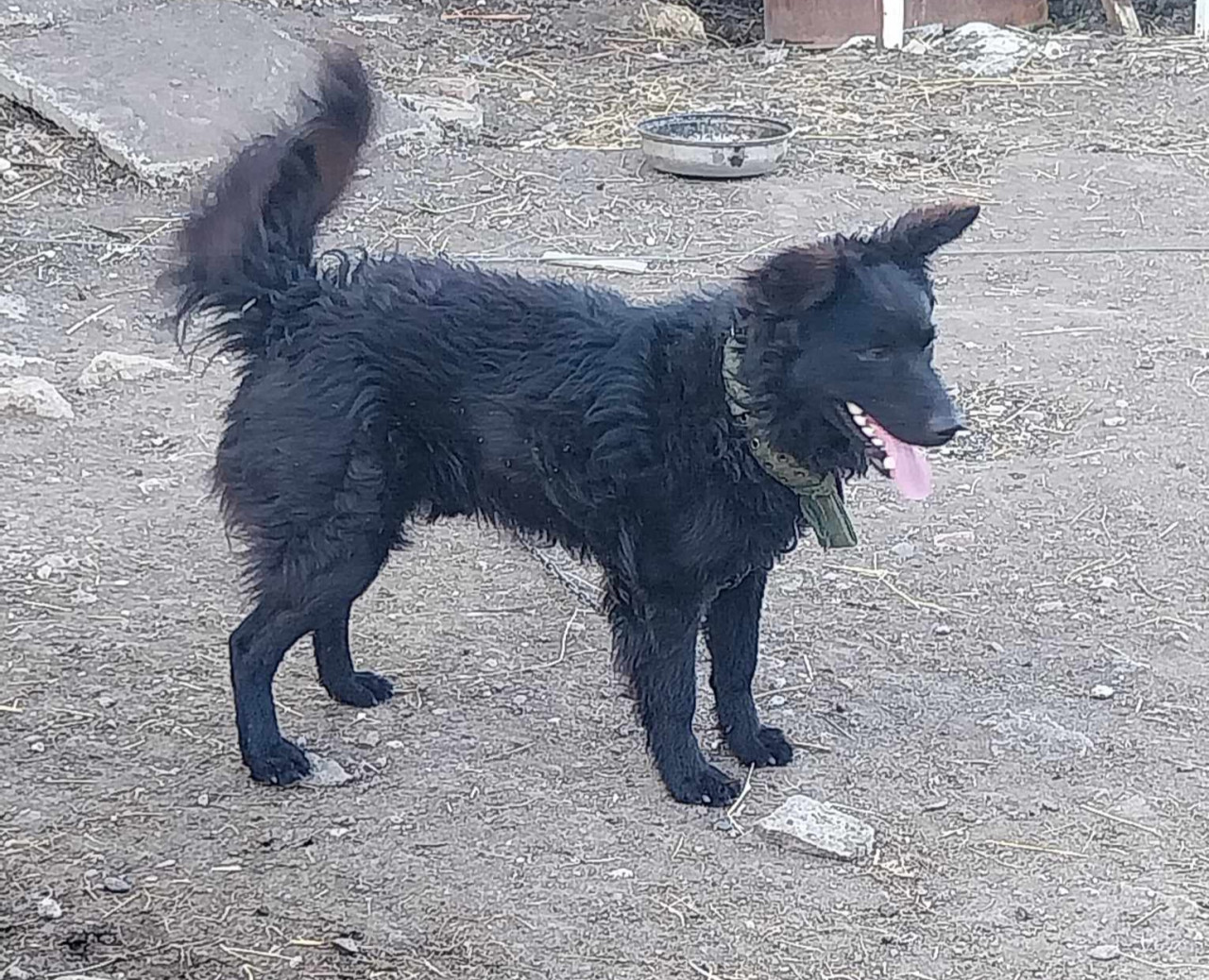 Pulin cuko - Psi i Štenad - OLX.ba