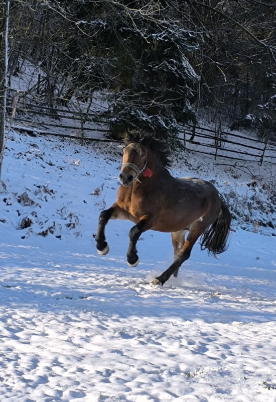 Zdrebe na prodaju - Konji - OLX.ba