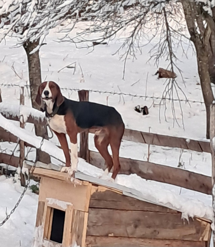 Lovački psi TROBOJAC - Psi i Štenad - OLX.ba