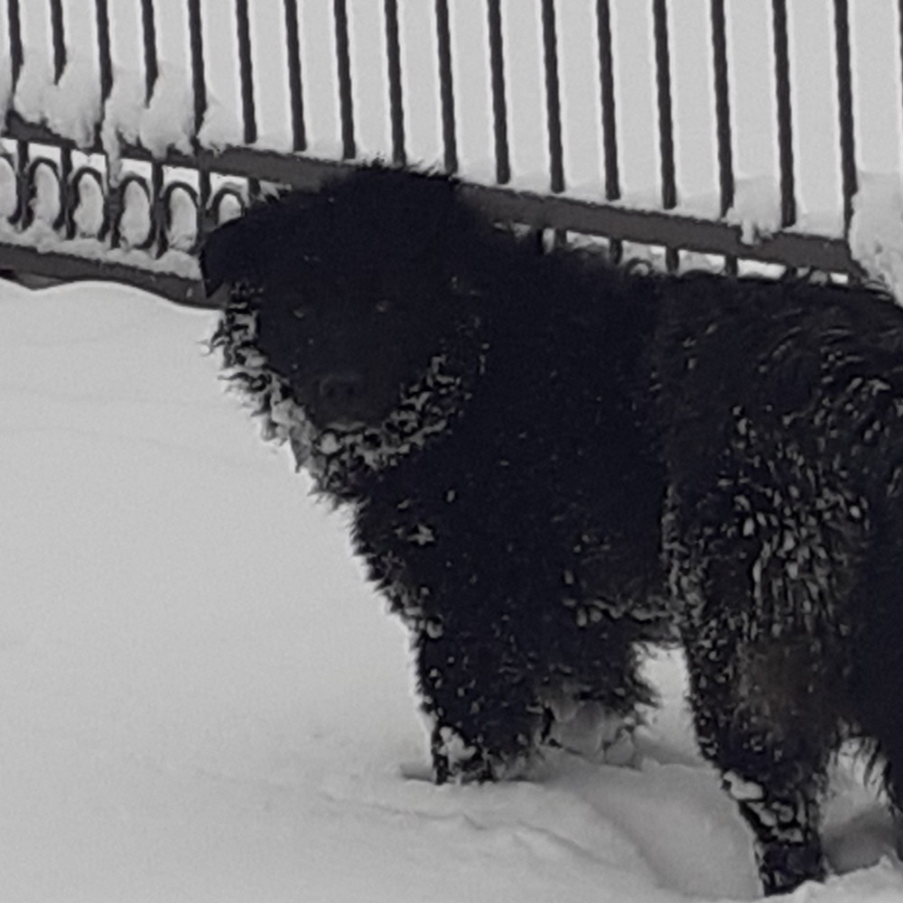 Poklanjam zenku pulin rase inf . 066307835 - Poklanjam (darujem) - OLX.ba