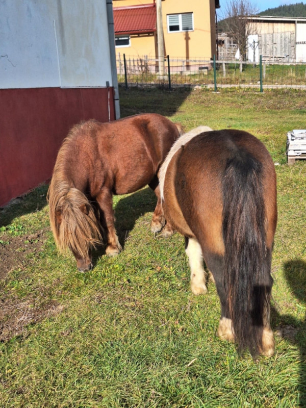 Poni konj - Konji - OLX.ba