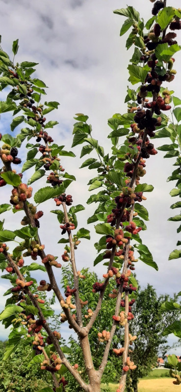 Sadnice dud crni kalemljeni - Sadnice - OLX.ba