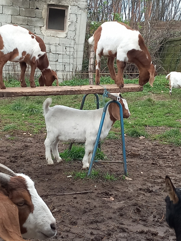 Burske koze - Koze - OLX.ba