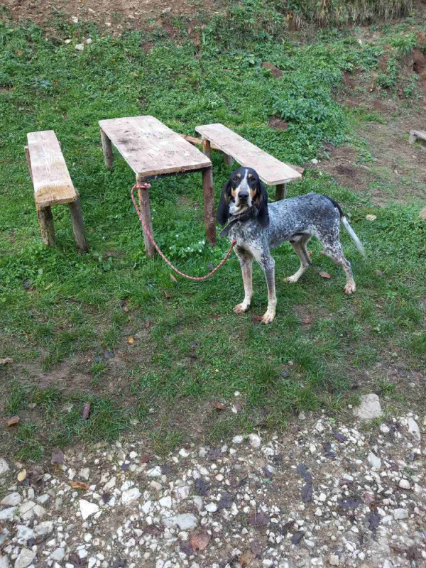 Lovacki pas gaskonski gonic gaskonac - Psi i Štenad - OLX.ba