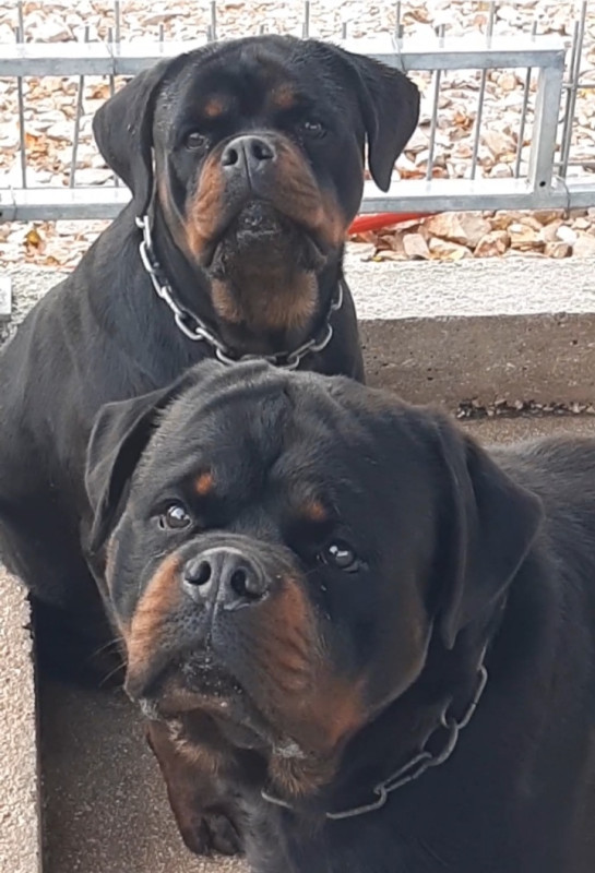 Rottweiler Rotvajler - Psi i Štenad - OLX.ba