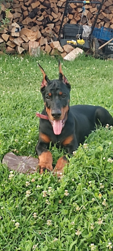 Doberman stene 7.mj - Psi i Štenad - OLX.ba