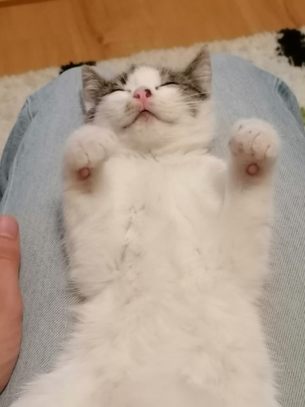 Udomljavam macica muskog - Poklanjam (darujem) - OLX.ba