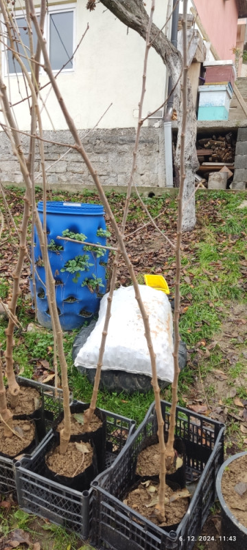 Sadnica kalemljeni dud sadnice kalemljenog duda crni rozi murva ...