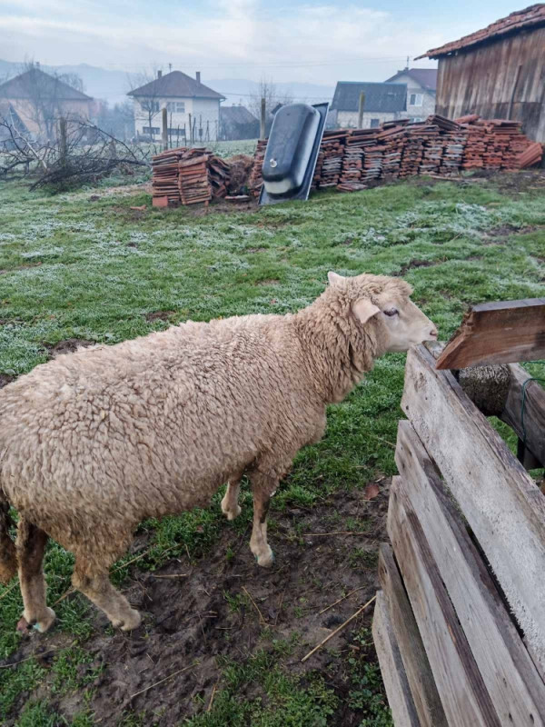 Ovca il de France - Ovce - OLX.ba