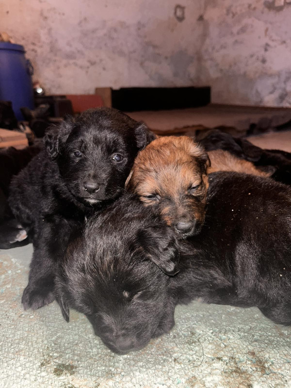 poklanjamo štence - Poklanjam (darujem) - OLX.ba