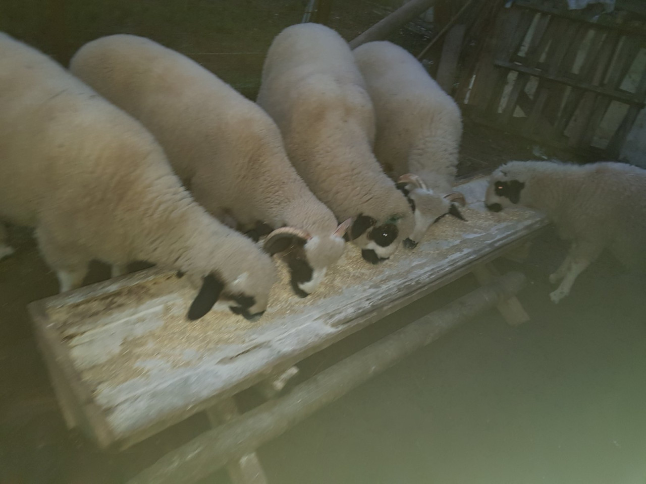 Sjenicka muska janjad - Ovce - OLX.ba