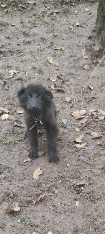 Pulin pas - Psi i Štenad - OLX.ba