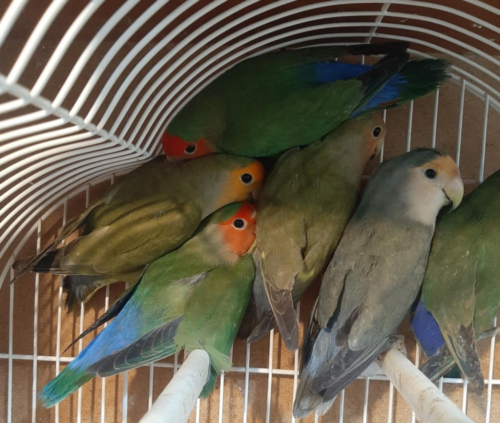 Rozenkolis papagaj - Ptice - OLX.ba