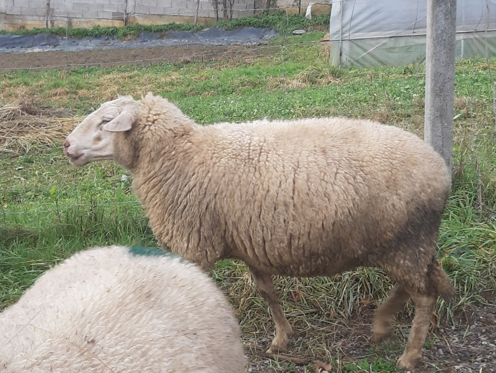 Ovca (ovce) virtemberg/vinterberg - Ovce - OLX.ba