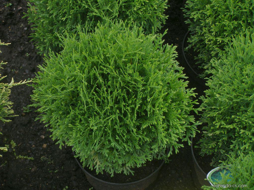 Okrugle tuje globose. - Biljke i cvijeće - OLX.ba