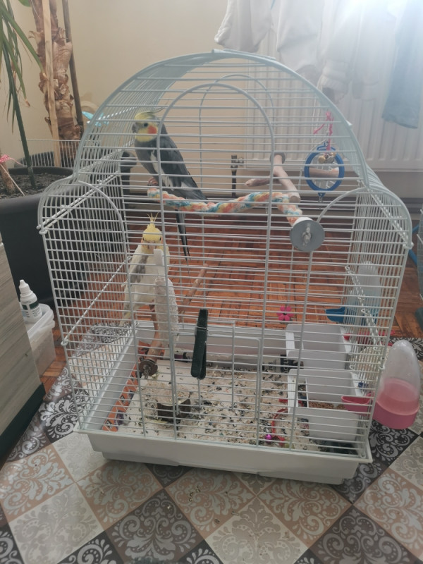 Nimfe 2 i kavez - Ptice - OLX.ba