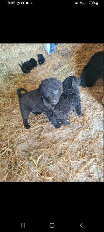 Hrvatski ovčar Pulin - Psi i Štenad - OLX.ba