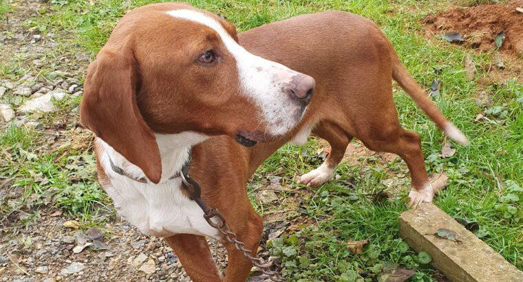 Posavski gonic lovacki pas - Psi i Štenad - OLX.ba