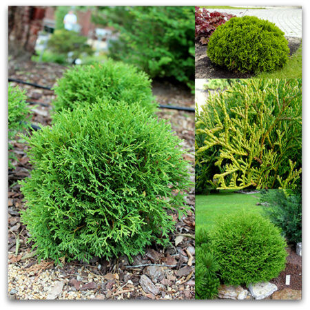 Okrugle tuje globosa. - Biljke i cvijeće - OLX.ba