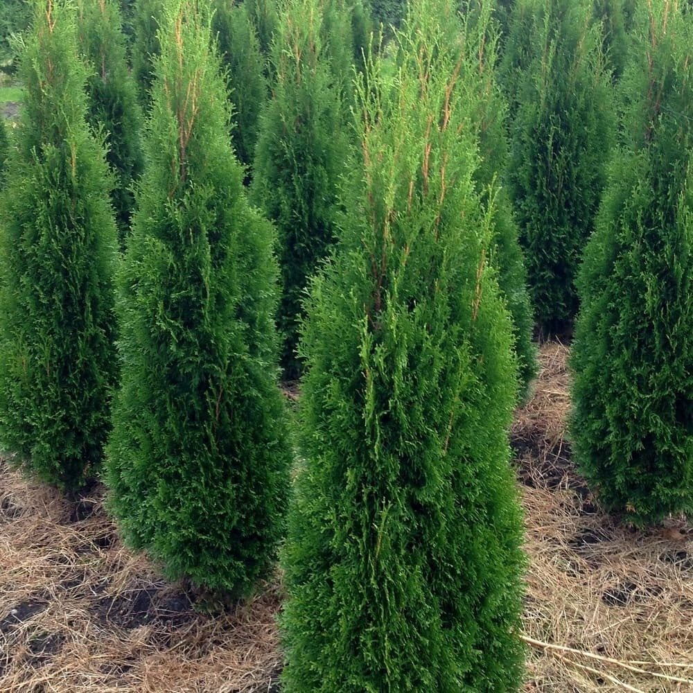 Tuje smaragd. - Biljke i cvijeće - OLX.ba