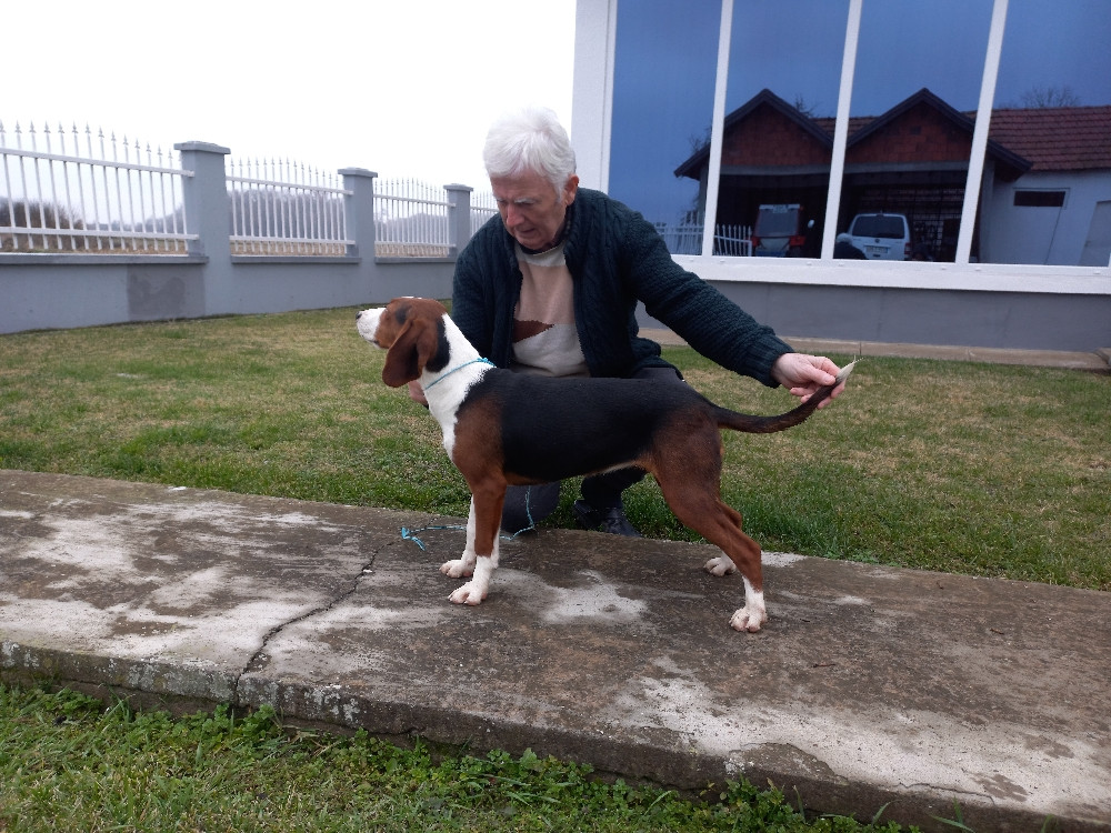 LOVAČKI PAS TROBOJAC(ŽENKA) 5MJESECI.065786685 - Psi i Štenad - OLX.ba