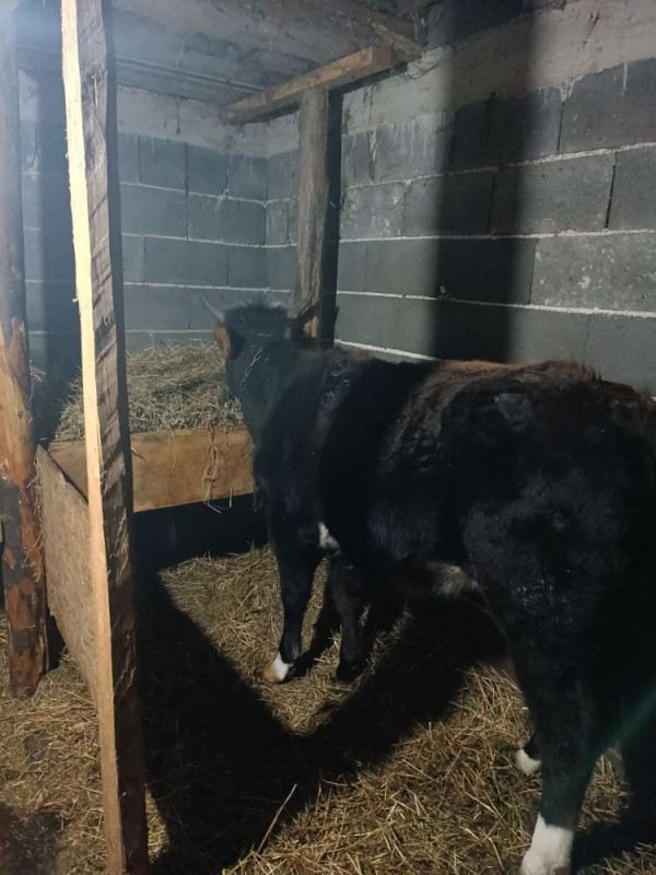 Buša junica stara 15 mjeseci - Krave - OLX.ba