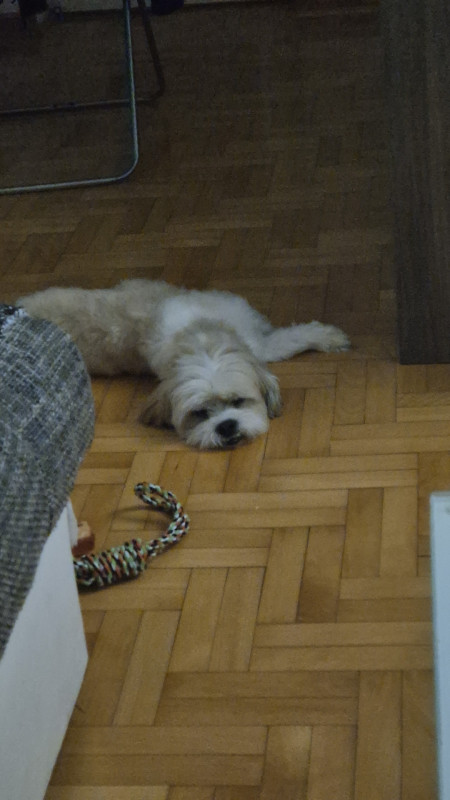 Poklanjam psa - Poklanjam (darujem) - OLX.ba