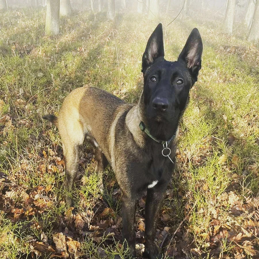 Belgijski ovcar Malinoa Stenad - Psi i Štenad - OLX.ba