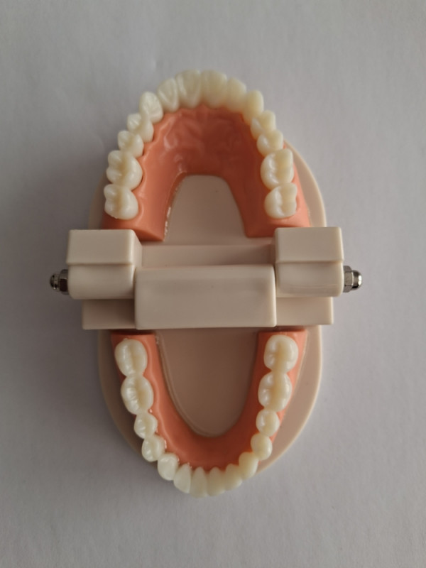 Model zuba - Stomatološka - OLX.ba