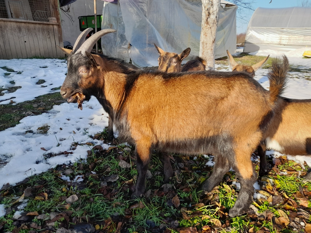 Koze koza jare jarac jarici alpske alpski ovca pase zamjena - Koze - OLX.ba